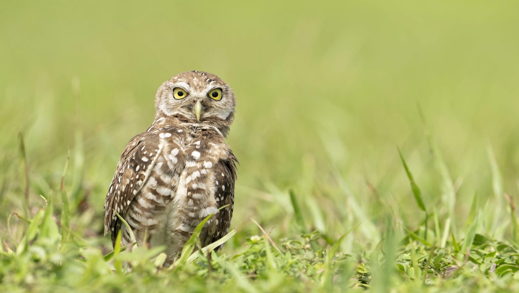 Florida’s burrowing owls: Habitat, behavior, and conservation