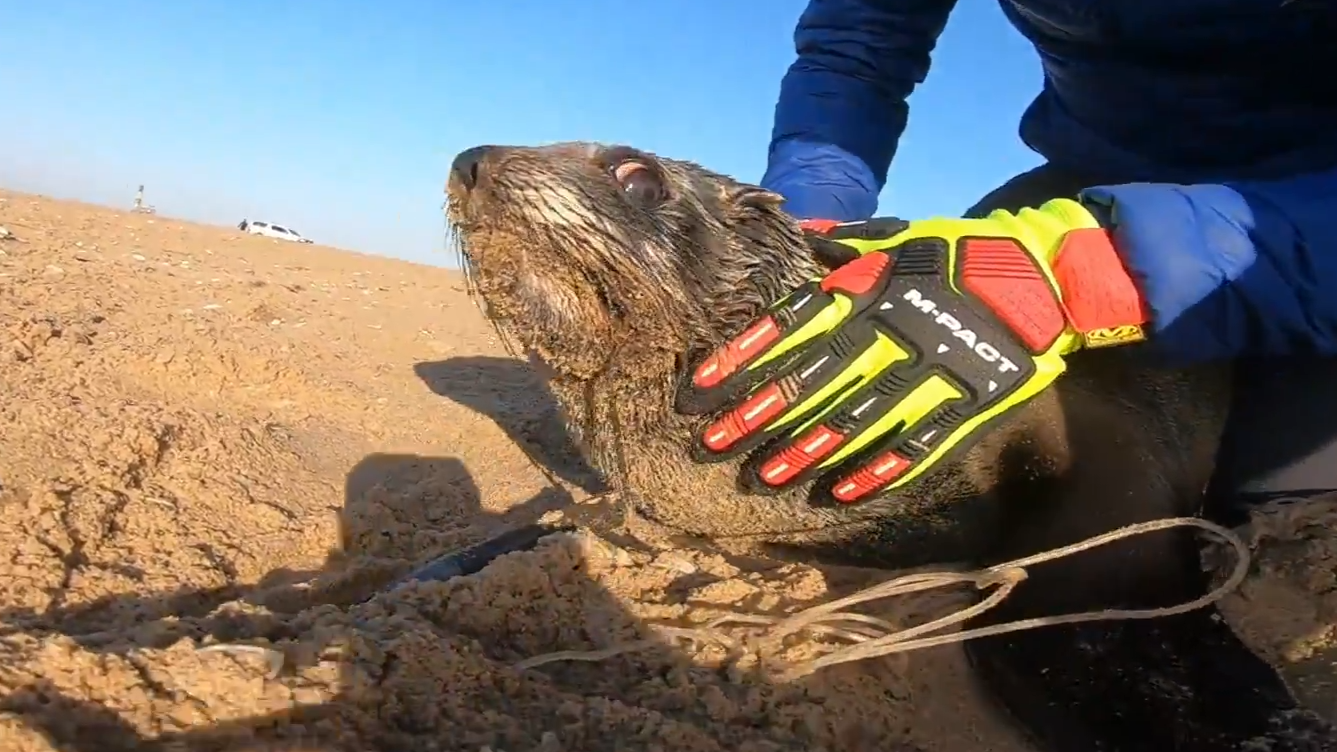 A seal pup tried to keep running but a fishing hook was piercing his lip