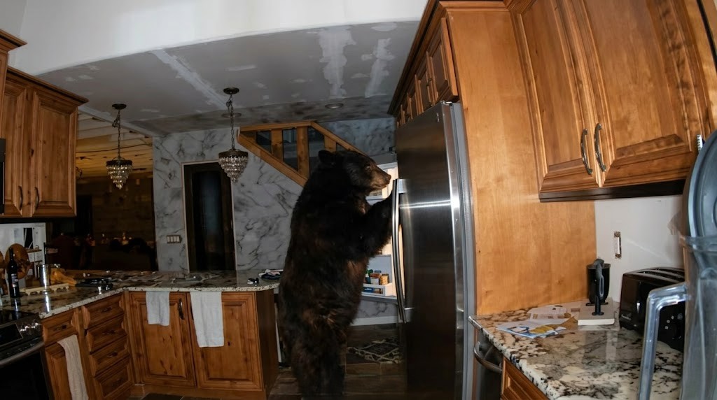 Watch what happens when Hank the Tank wants your pizza