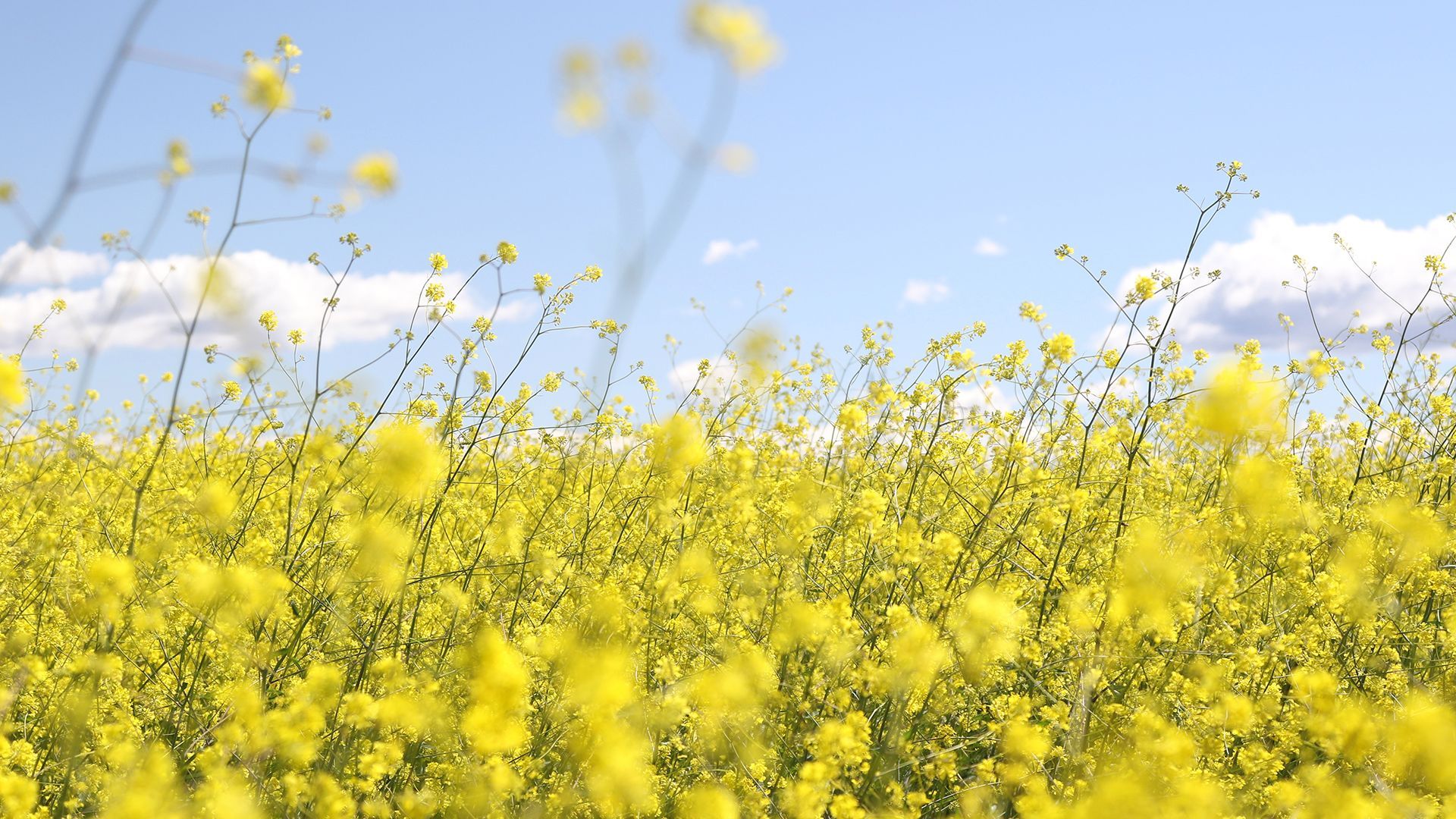 Daily weather: A warm weekend before higher temperatures next week