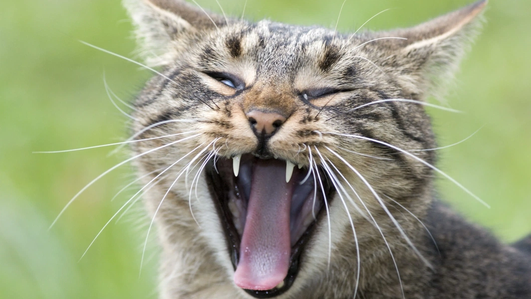 Understanding your cat’s secret language