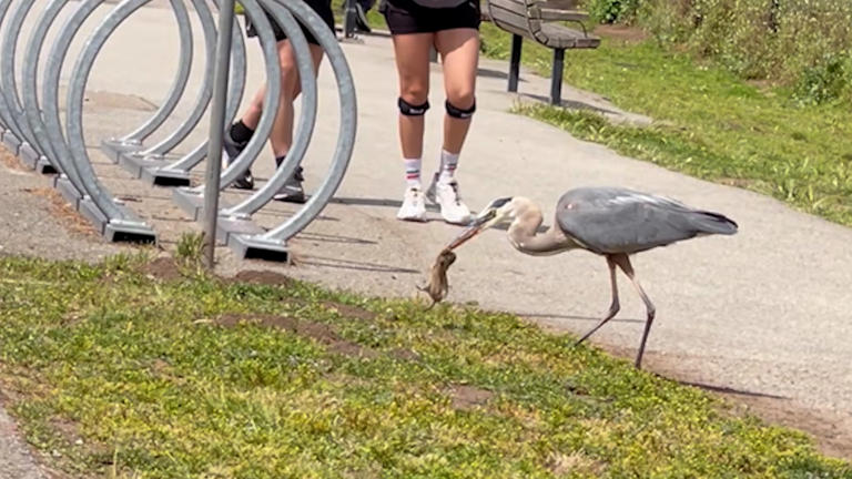 Tourists stunned as heron snatches rodent from the ground