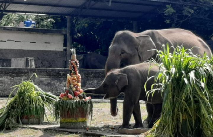 Lelang kelola Bandung Zoo, Gembira Loka: Kami kalah tipis