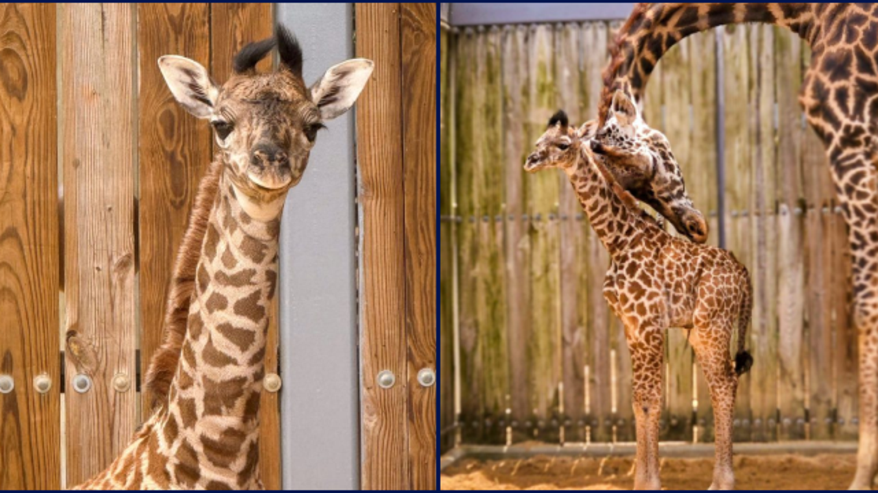 Meet Ivy, the new baby Masai giraffe at Disney's Animal Kingdom