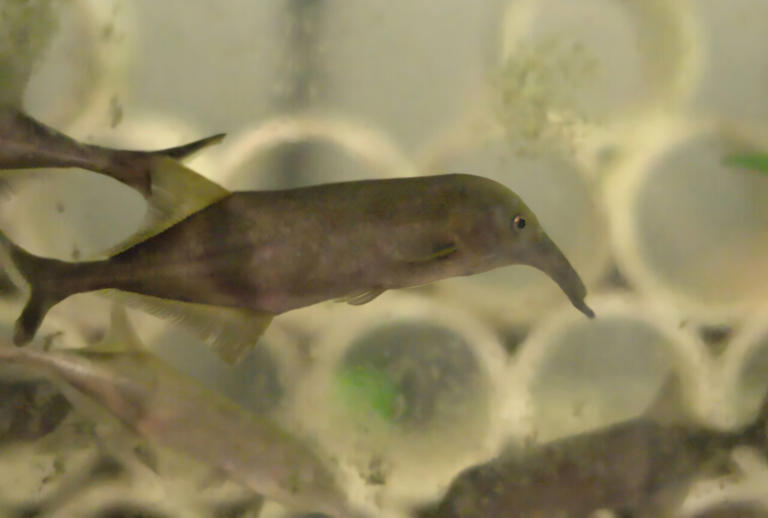 Brains update sensory predictions through single timing hub, electric ...