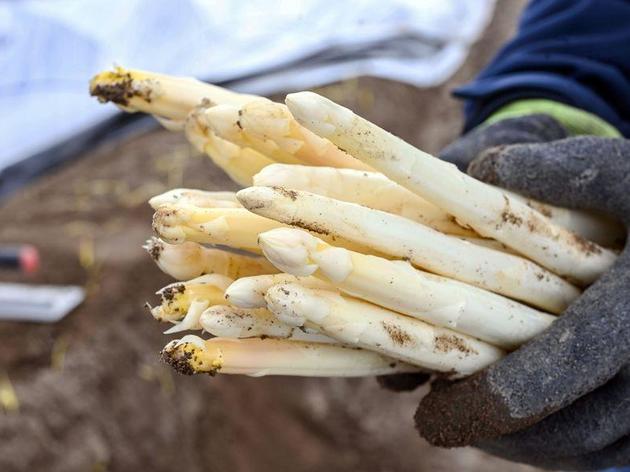 Nur noch wenige Tage bis Saisonende: Spargel abgreifen, bevor die ...