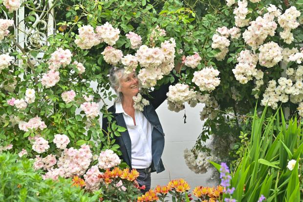 Historic Hampshire garden bursts into bloom as roses reach peak splendour