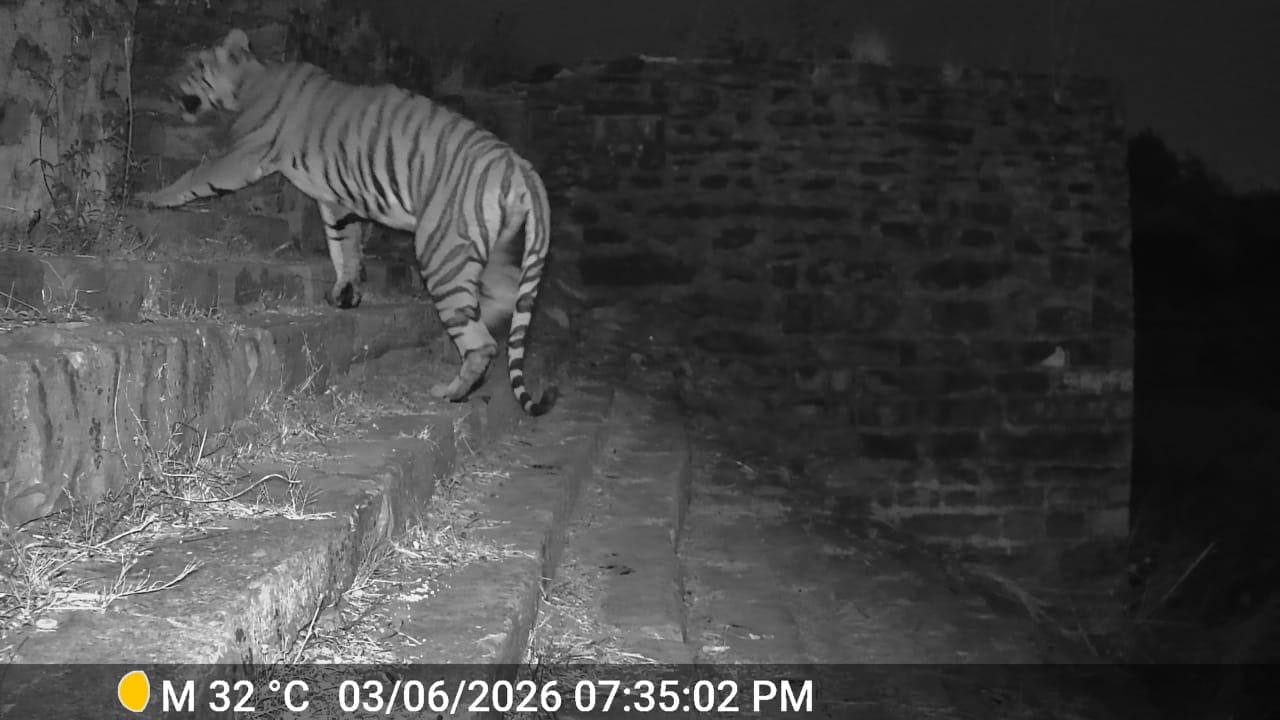 Tiger takes over Madhya Pradesh's Raisen Fort Hill, tourist entry shut