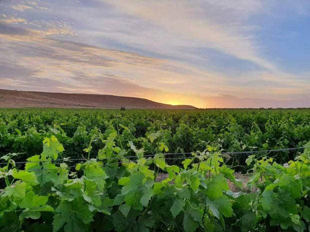 El vino que nace en el desierto: el Negev entra en la élite mundial de ...