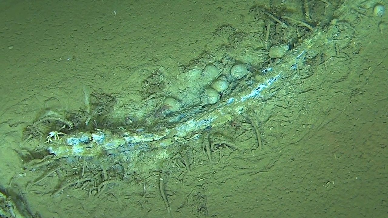 Scientists discover five million-year-old whale graveyard in Indian Ocean