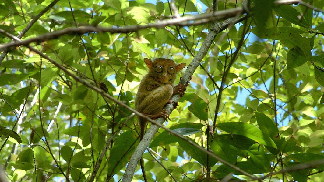 18 fascinating and unusual nocturnal animals