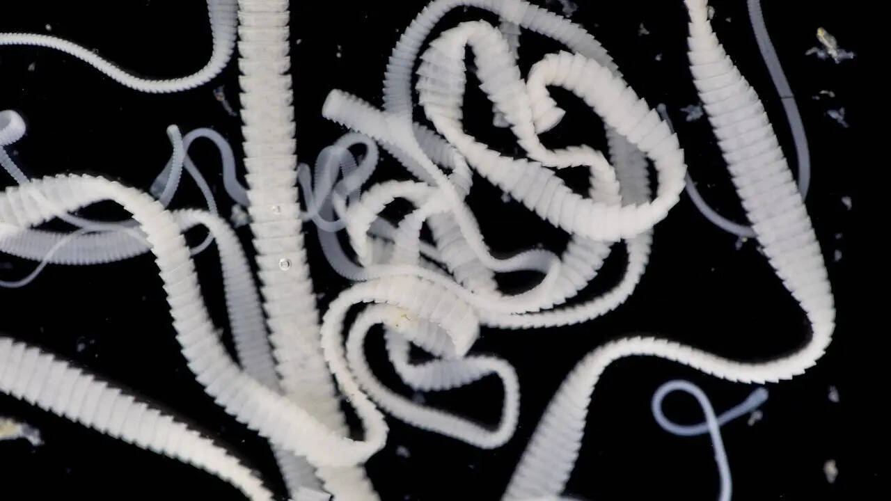 A rare, dangerous parasite is spreading fast across North America in ...