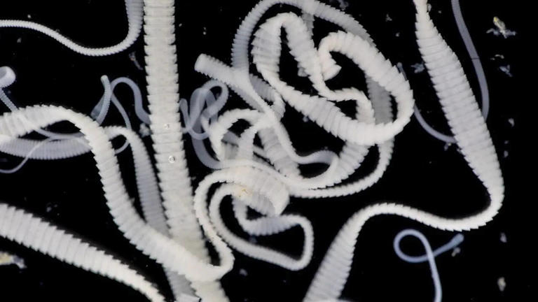 A rare, dangerous parasite is spreading fast across North America in ...