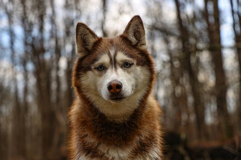 These 12 dogs react to daily life like dramatic roommates trapped in ...