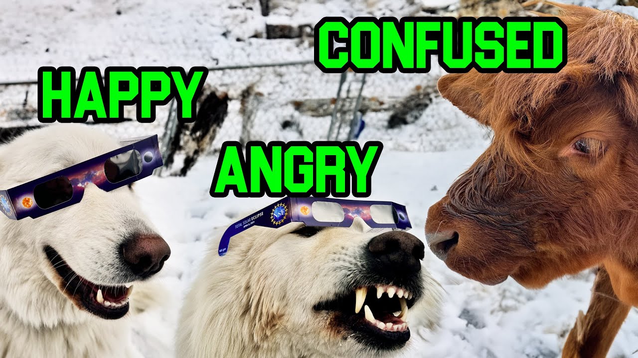 Watch my curious farm animals react to total eclipse