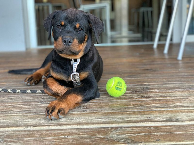 These 12 dogs were born with powerful guardian instincts owners ...