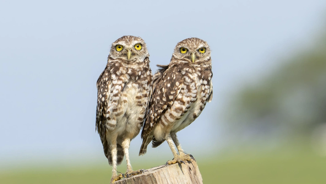 Florida’s burrowing owls: Habitat, behavior, and conservation
