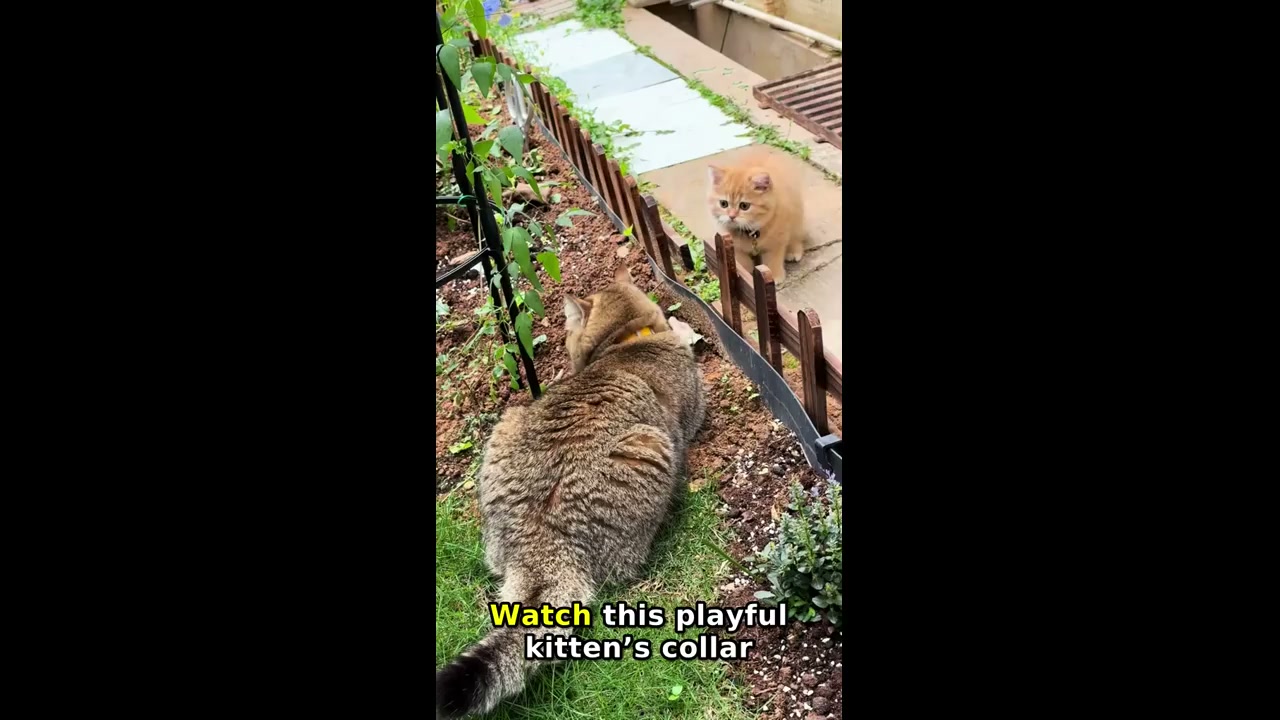Kitten's collar gets stuck while jumping fence!