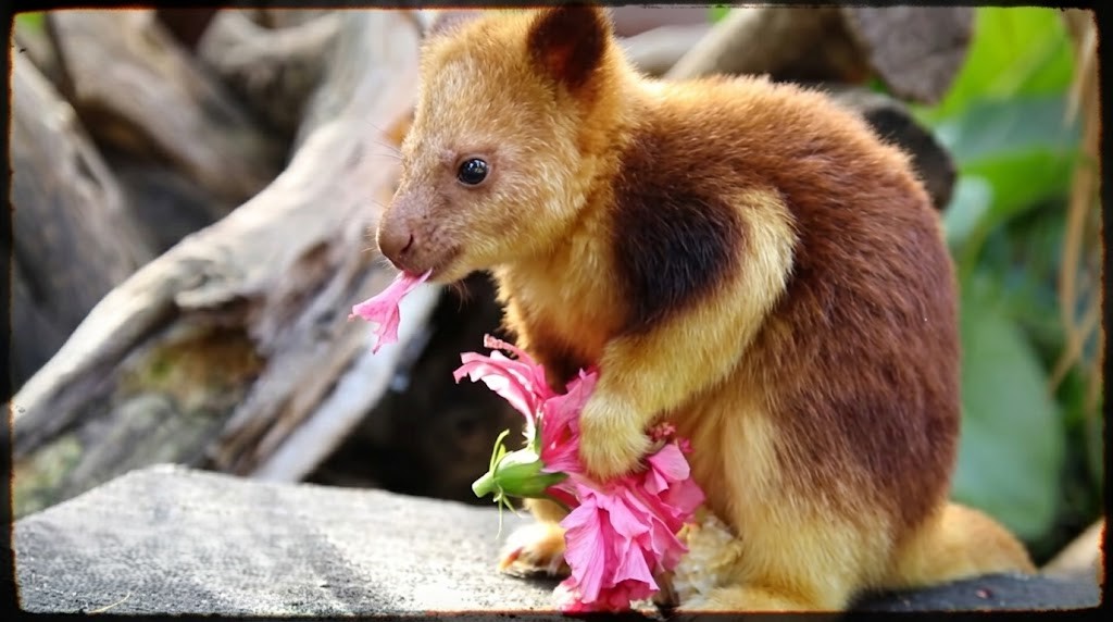 This kangaroo climbs trees like a monkey
