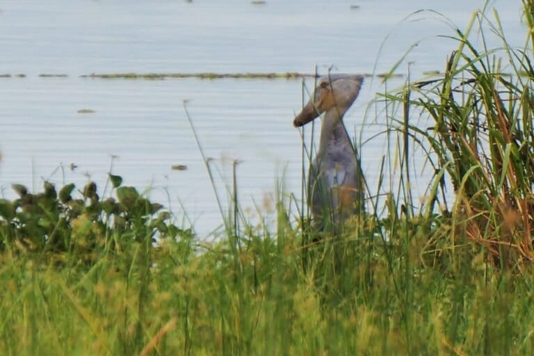 East African Crude Oil Pipeline threatens wetlands, wildlife corridors ...