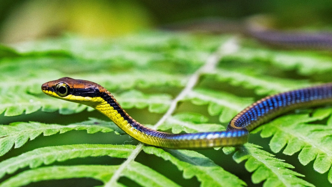Malaysian blue coral snake: Biology, venom, and conservation