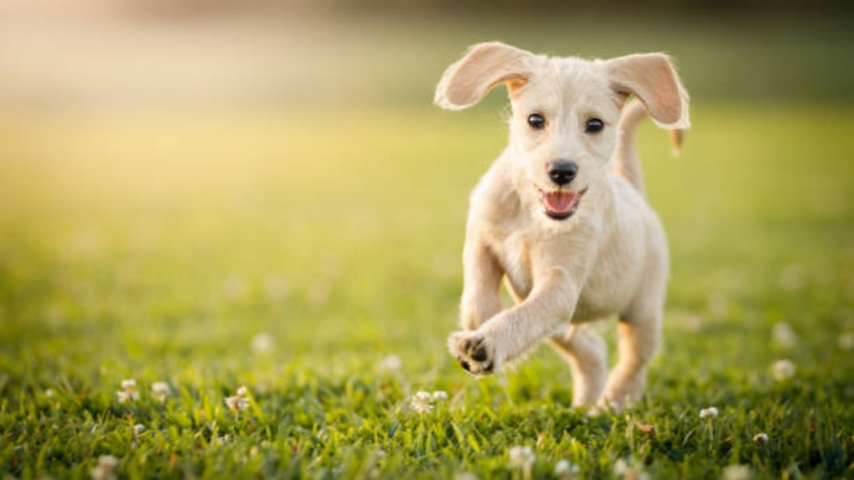 9 surprising signs about dogs that most owners don't know about ...