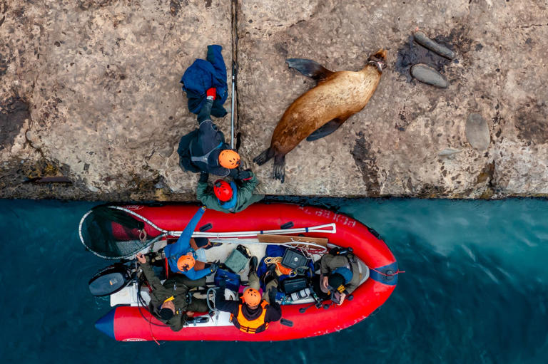 Sea lion found tangled up and trapped by plastic ring digging deep into ...