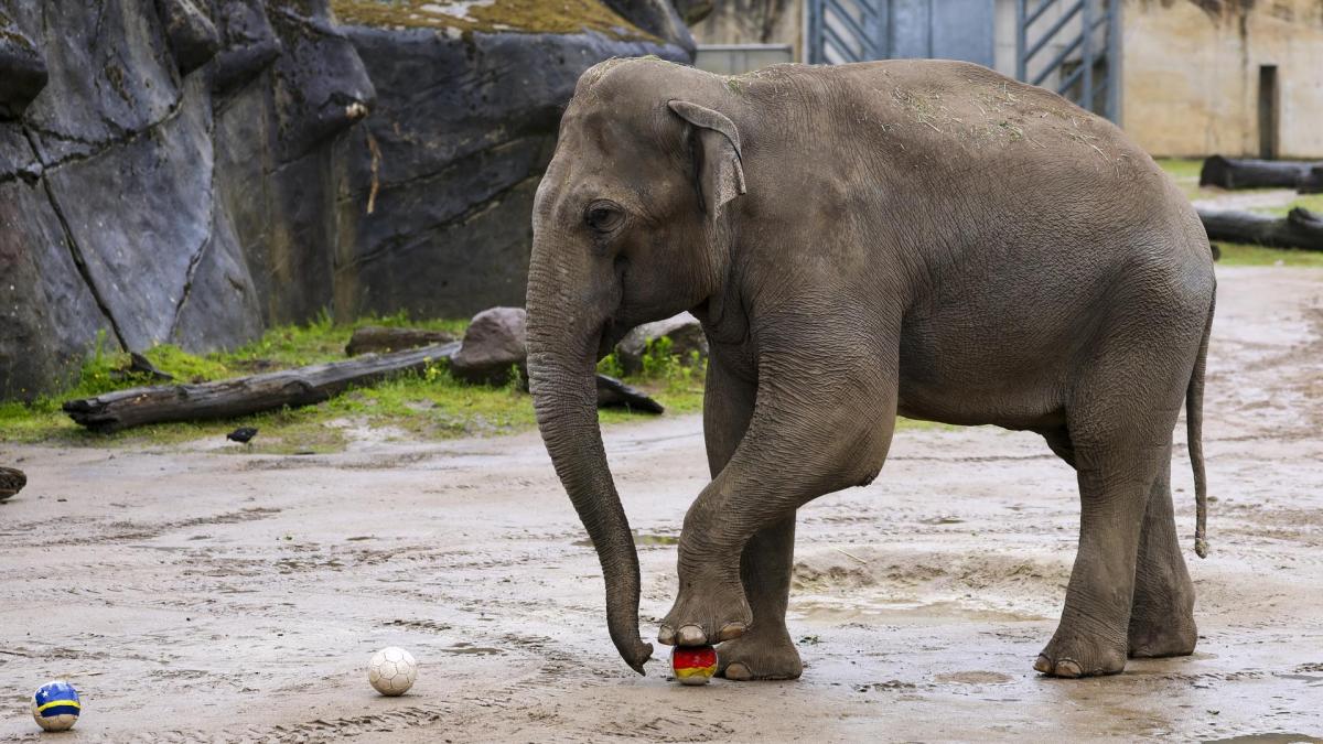 Un elefante predice victoria para Alemania en su primer partido del Mundial