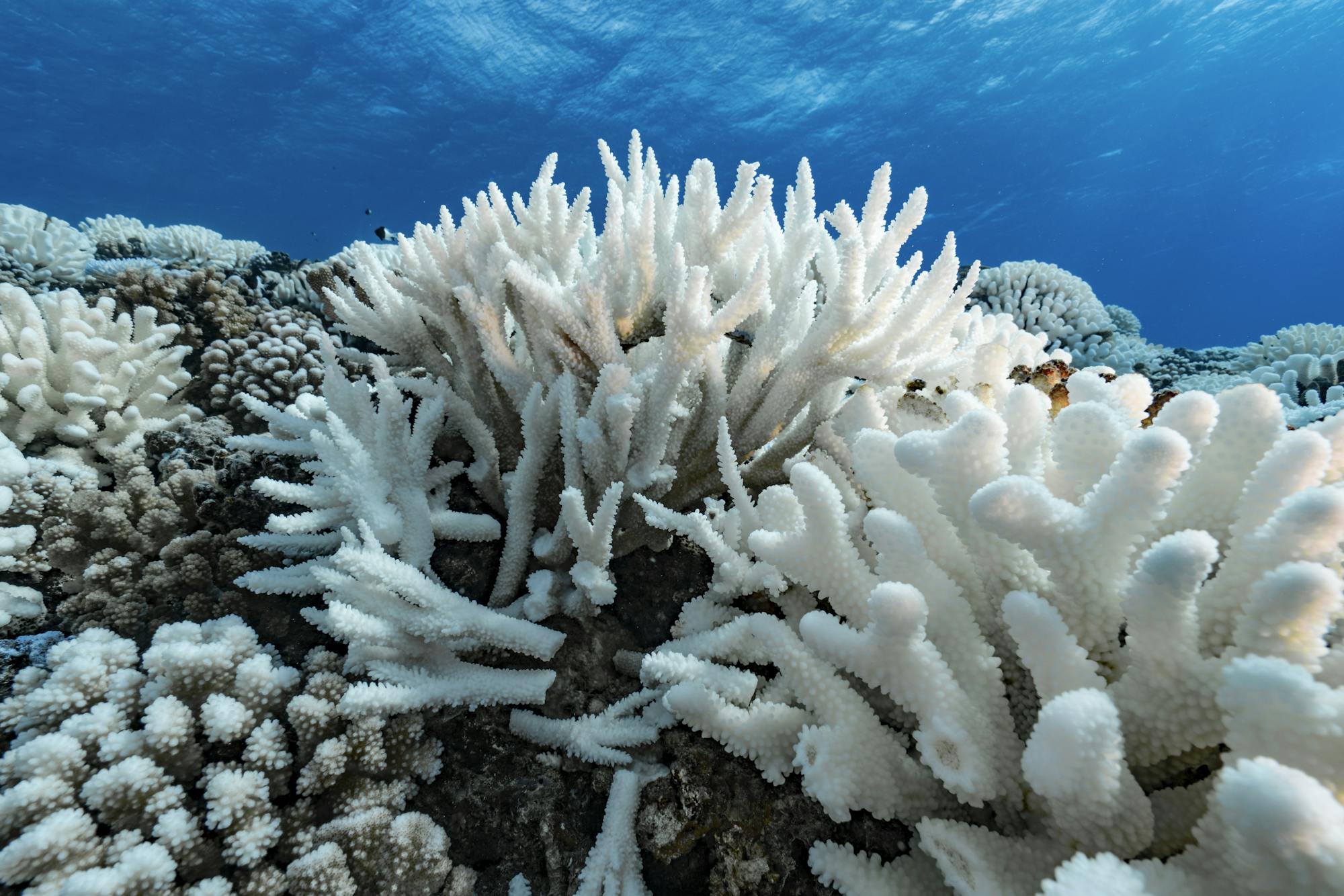 El Niño is back, and ocean temperatures are already near record highs ...
