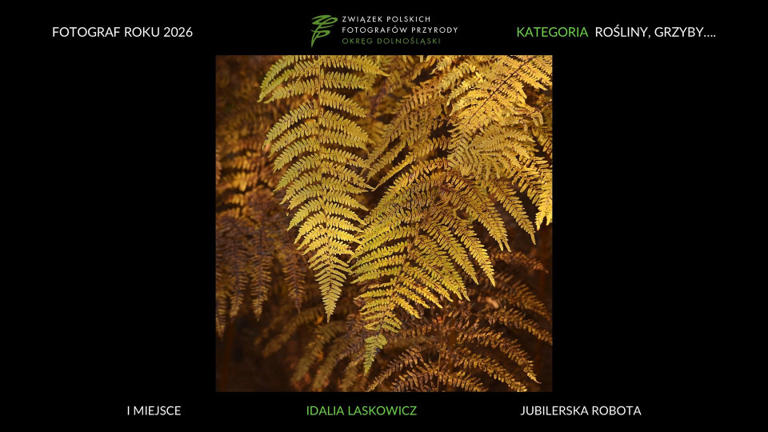 Fotograf roku okręgu dolnośląskiego ZPFP 2026 – Grand Prix dla Artura ...