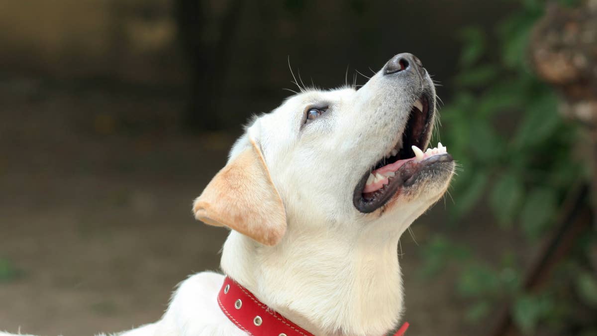 The 'two-finger rule' trainers swear by to keep your dog safe and ...
