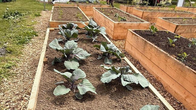 Boyd Street Community Farm welcomes all for fresh produce tended by ...
