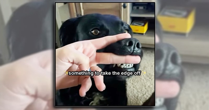 'Happiness is a warm puppy': Animal laughs and joys for a happy brain ...