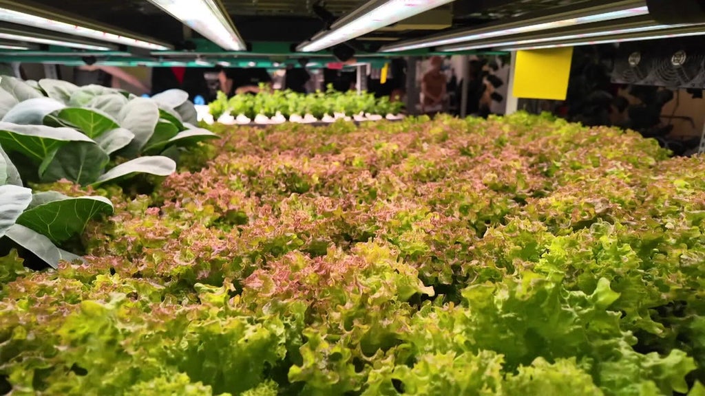 Urban Assembly Maker Academy's Teens for Food Justice hydroponic farm ...