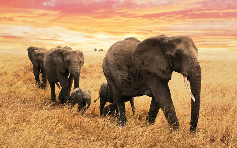67% fewer dung beetles: The quiet cost of losing elephants