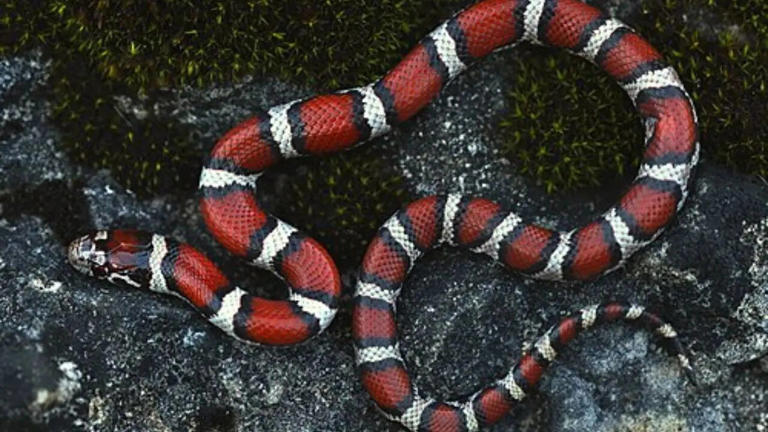 8 snake-filled waters in South Dakota that are known for frequent snake ...
