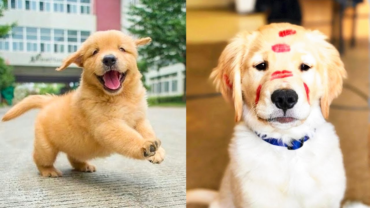 Golden goofiness turns chaos into charm