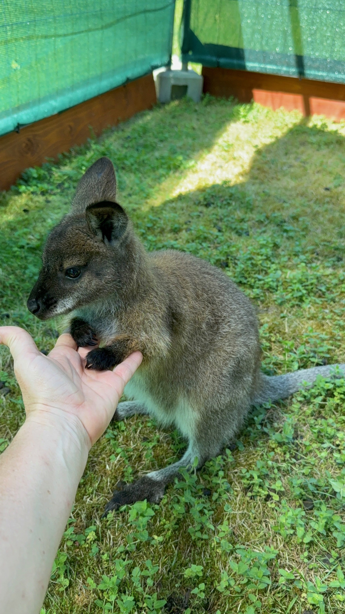Po Budějcích může skákat klokan. Skippy utekl u nemocnice, majitelé ...
