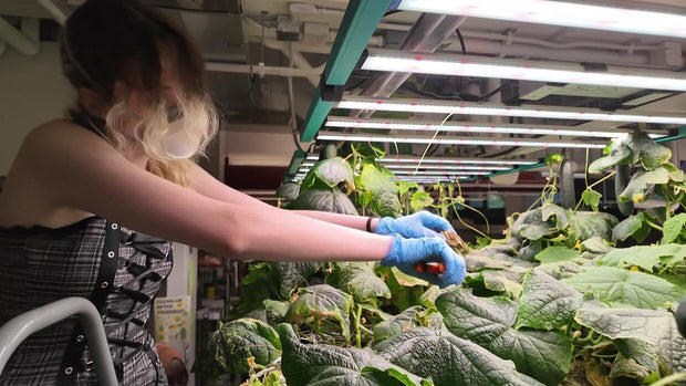Urban Assembly Maker Academy's Teens for Food Justice hydroponic farm ...