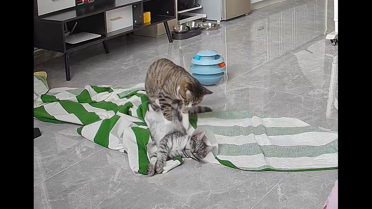 Cat tries to wake sleeping companion in Inner Mongolia