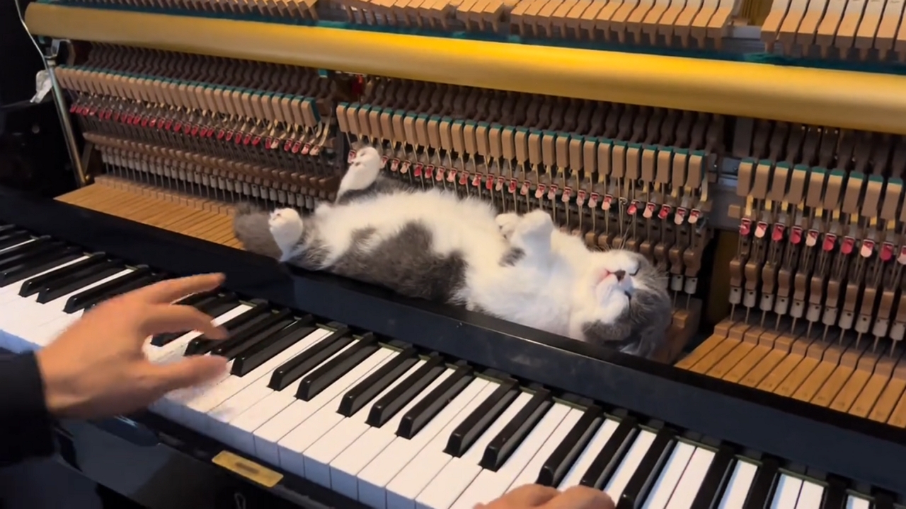 Cat wakes up during piano performance in Liaoning, China