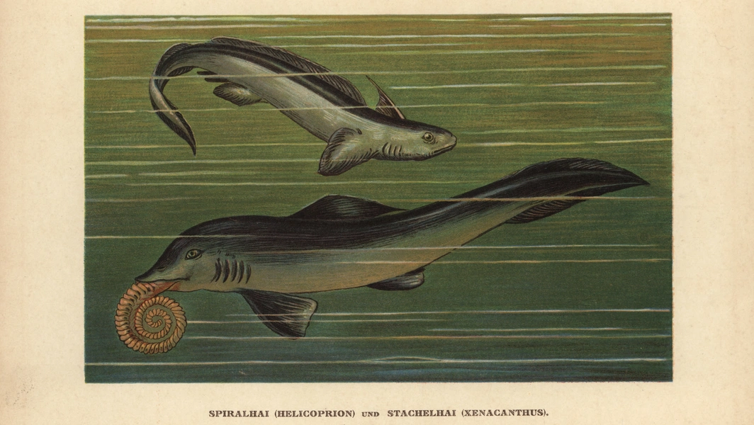 10 extraordinary fossils with unusual mysteries