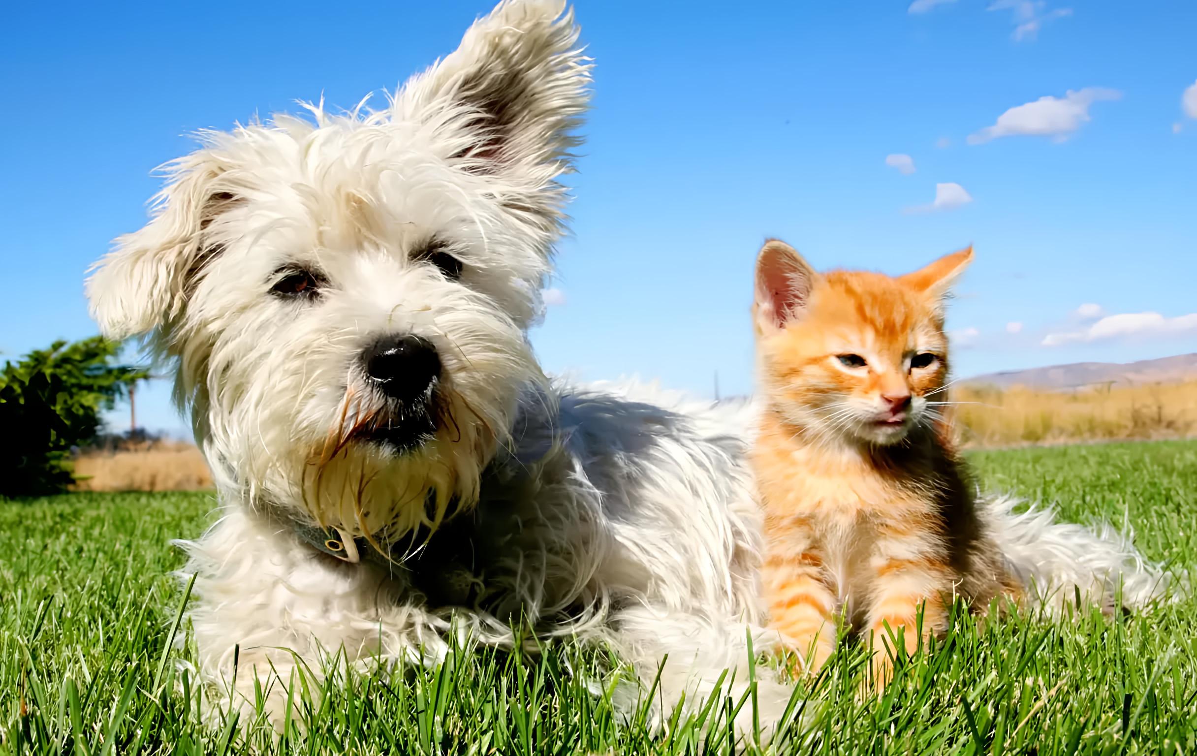 Animali, a Milano apre il primo negozio di pet food biologico