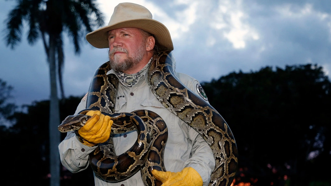 Invasive Burmese pythons in Florida's Everglades