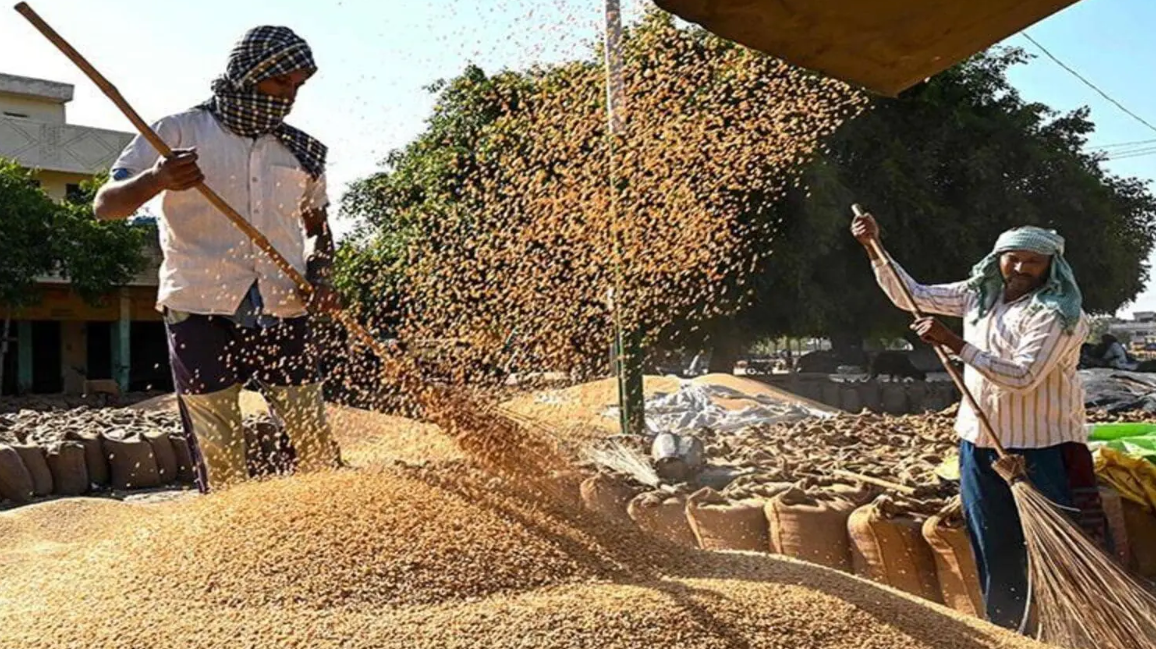 Egypt buys record amount of local wheat as government pays above-market ...