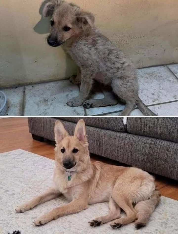 Cucciolo coperto di zecche e spine viene salvato e adottato da una ...