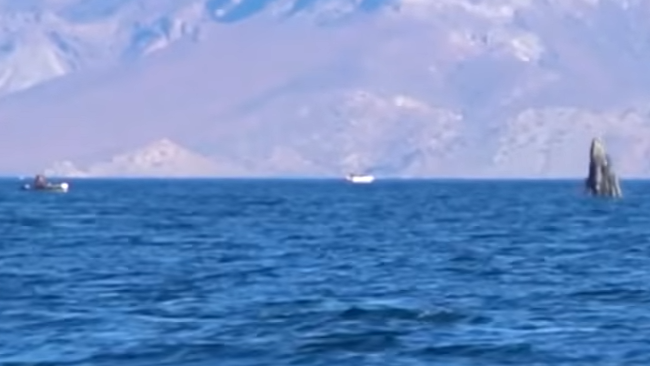He went searching for yellowtail then a whale exploded beside them