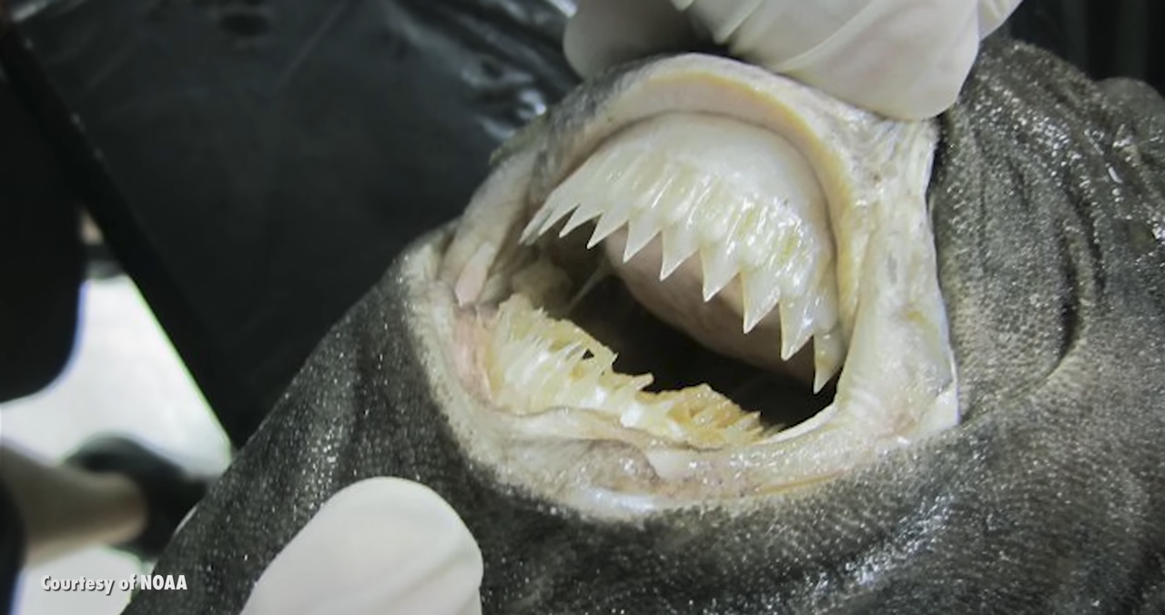 Watch what happens when a tiny shark attacks a whale