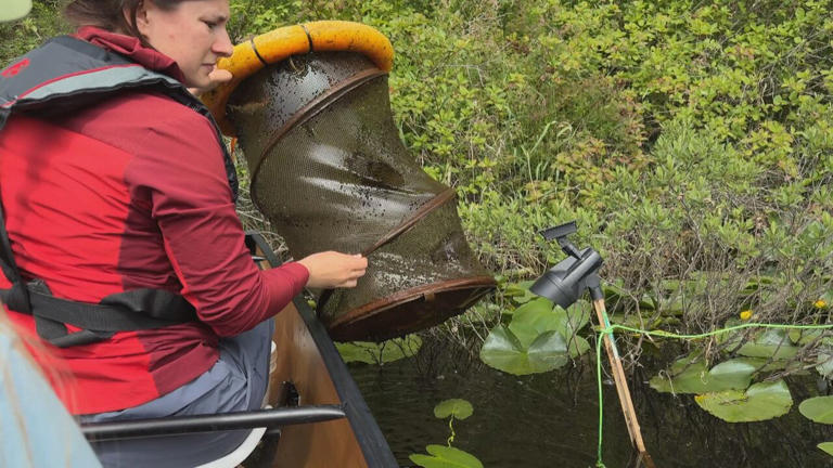 Comox Valley residents come together to halt spread of invasive ...