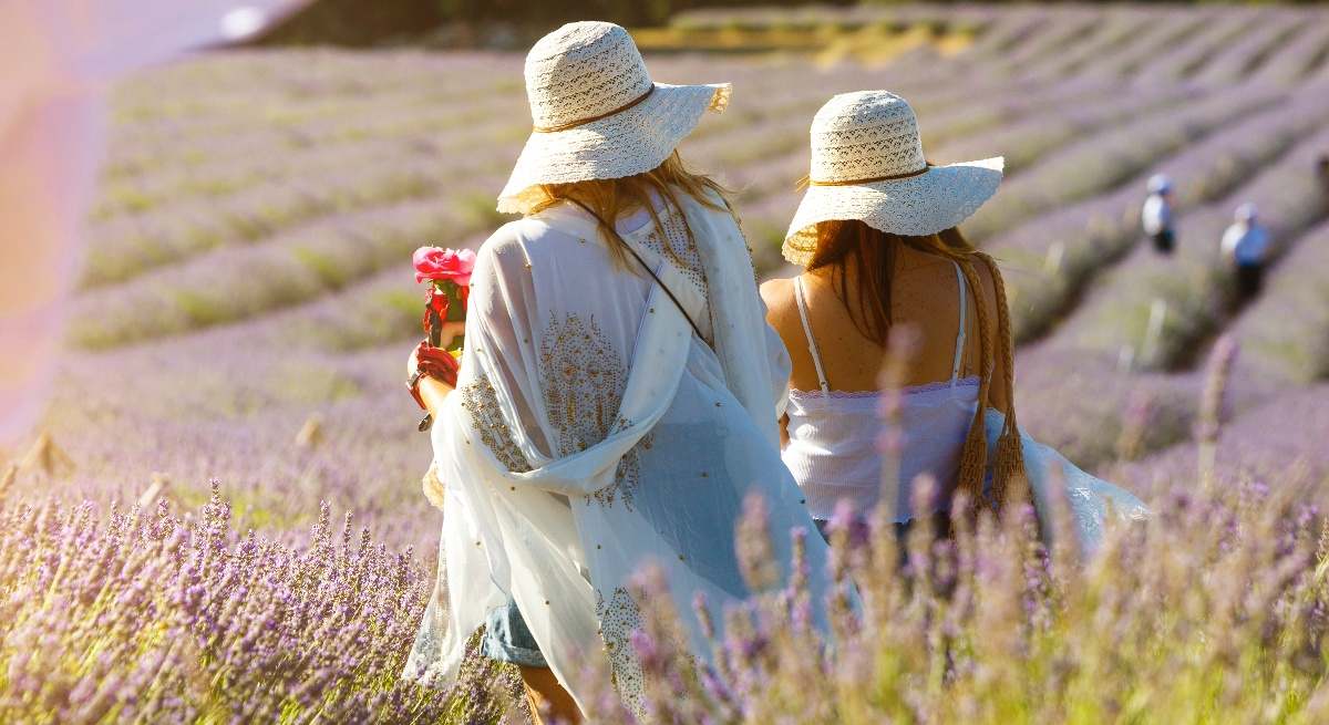 Un escenario teñido de violeta: el Festival de la Lavanda celebra diez ...